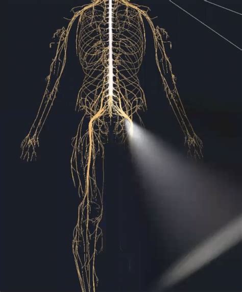 Movement Bottlenecks — The Range Rehab And Performance