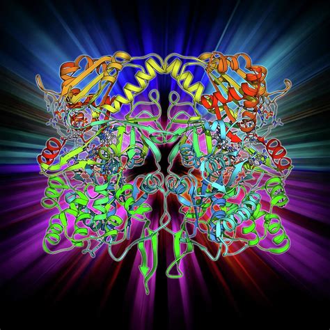 Nitric Oxide Synthase Molecule Photograph By Laguna Design Fine Art