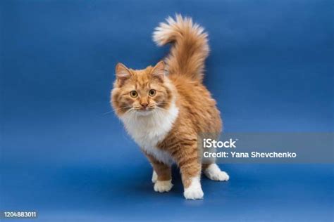 카메라를 보고 귀여운 흰색 오렌지 고양이서 전체 얼굴 어두운 파란색 배경입니다 격리 주황색에 대한 스톡 사진 및 기타 이미지 주황색 가축 고양잇과 Istock