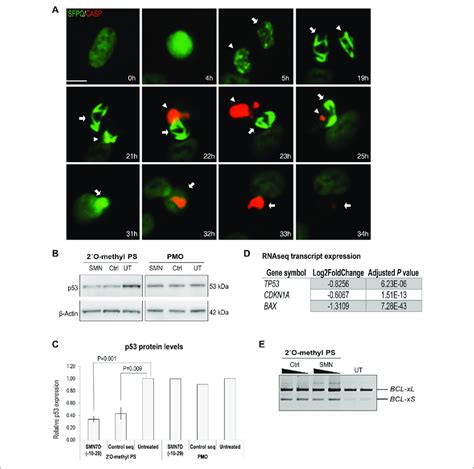 Analysis Of Cellular Toxicity Following 2′ O Methyl Phosphorothioate
