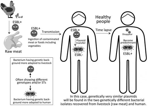 Esbl Producing Escherichia Coli And Its Rapid Rise Among Healthy People