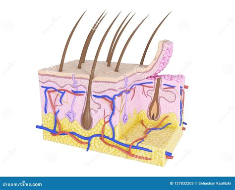 Skin Cross Section Cartoon Vector 9845525