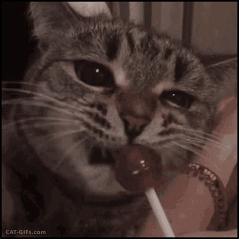 Lollipop Cat S Tenor