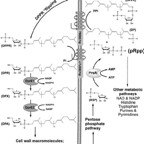 Pdf Biochemical Characterisation Of The Mycobacterium Tuberculosis Phosphoribosyl 1