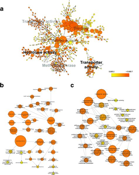 network of enriched gene ontology go molecular function categories of