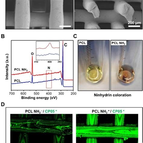 Modification Of 3d Printed Pcl Scaffolds A 3d Printed Pcl Scaffolds