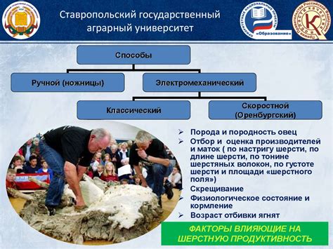Овцеводство. Технология производства и переработки продукции ...