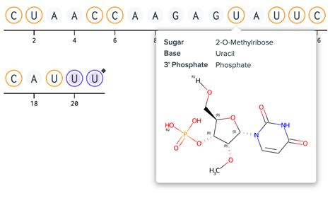 Rna Nucleotide Dna Vs Rna Whats The Difference Earth How