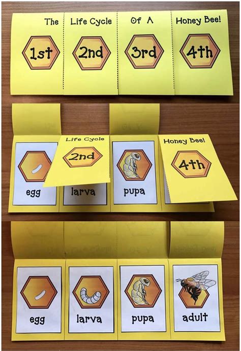 Bee Life Cycle Craft Artofit