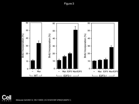 Myc Requires Distinct E2f Activities To Induce S Phase And Apoptosis Ppt Download
