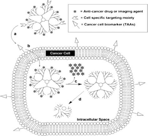 Requirements For Dendrimer Based Cancer Targeted Drug Delivery A
