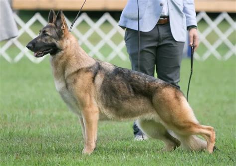 5 Different Types Of German Shepherd Breed And Their Features
