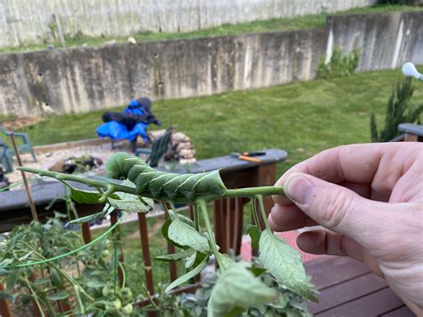 First Time Encountering One Rgardening