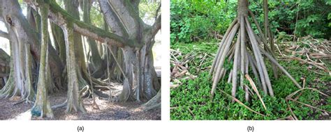 30 7 Roots Root Modifications Biology LibreTexts