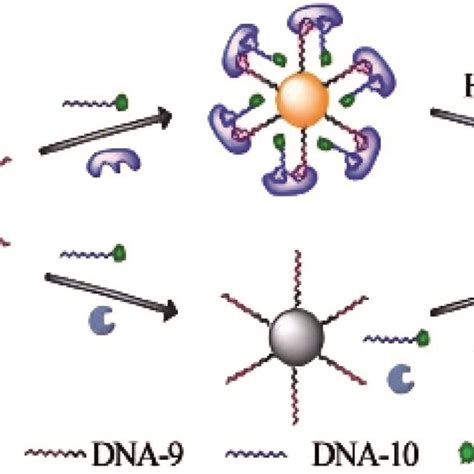 Principle Of The Dual Amplified Aptasensor Based On Bivalent Aptamers
