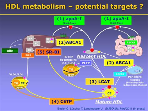 Ppt Hdl C Concentration Versus Hdl Particle Function What Exactly