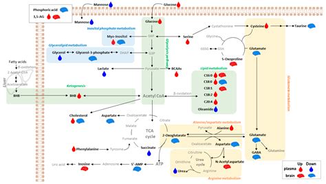 Non Targeted Metabolomics Investigation Of A Sub Chronic Variable