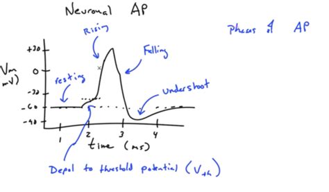 Physiology Super Quiz 4 Flashcards Quizlet