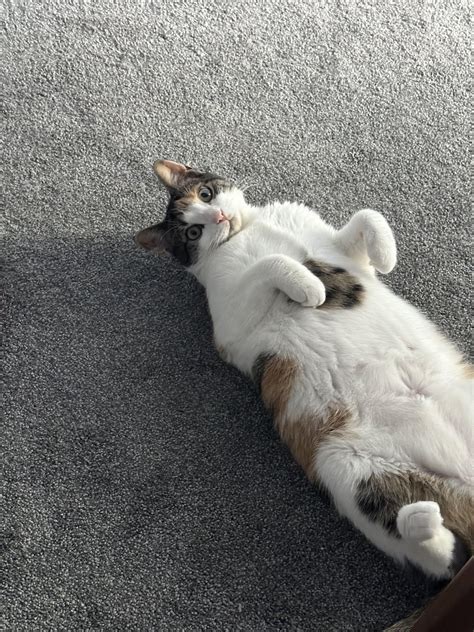 Sisters R Calicokittys