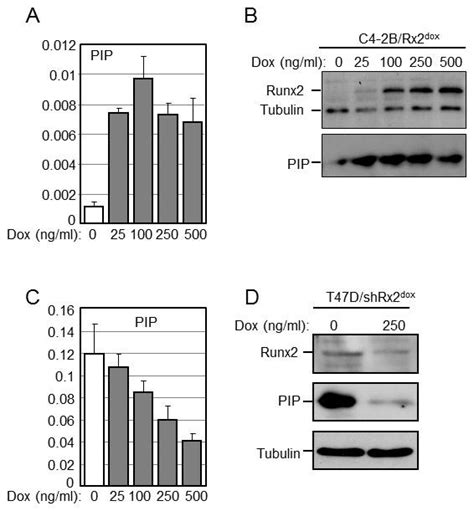 Runx2 Antibody Monoclonal Zr002