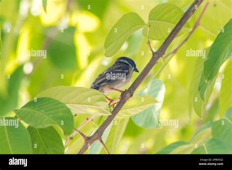 Eurasian Tree Sparrow On Tree Eurasian Tree Sparrow Has A Dark Brown