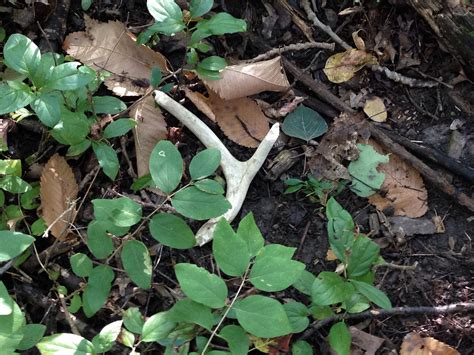 Visualassignments Rockylou S Ds Blog