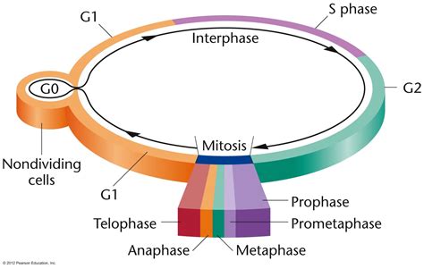 Cell Cycle And Dna Replication Practice Worksheets