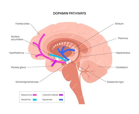Premium Vector Dopamine Pathway In The Human Brain Monoamine Neurotransmitter Motor Control
