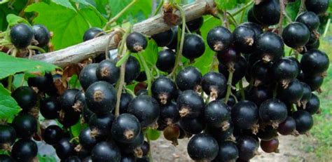 Чим підживити смородину навесні щоб отримати щедрий урожай Cвоїми руками