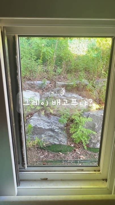 축제의 계절~감자의 계절감물감자축제괴산축제5도2촌주말농장고추농사 Youtube