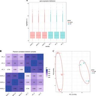 Distribution Of Gene Expression And Correlation Among Samples Box Download Scientific Diagram