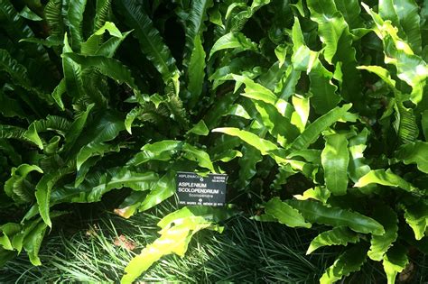 Asplenium Scolopendrium Ballyrobert Gardens