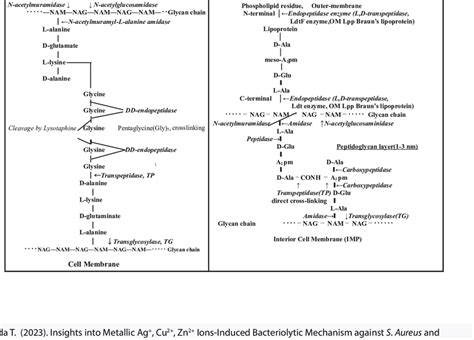 Ab Saureus And Li Surface Molecular Structures Bacterial Pgn