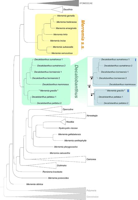 Phylogenetic Tree Of The Relationships In The Former Tribe Merremieae
