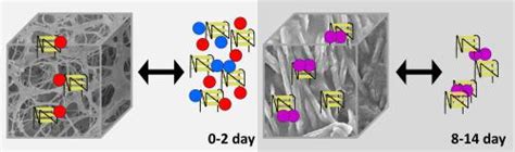 仿生 Dna 适体的平衡相互作用产生胶原纤维内磷酸钙矿化 Acta Biomaterialia X Mol