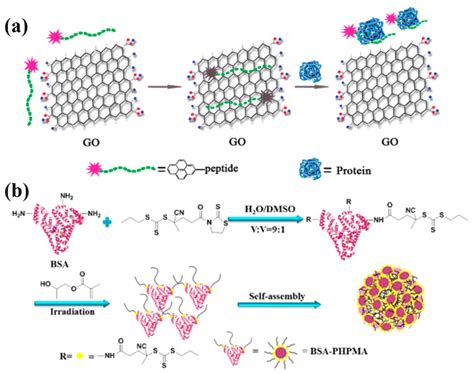 The Hydrophobic Interaction For Biomolecular Self Assembly A A
