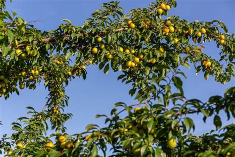 Renekloden Reineclauden - Prunus domestica subsp. italica - Ratgeber ...