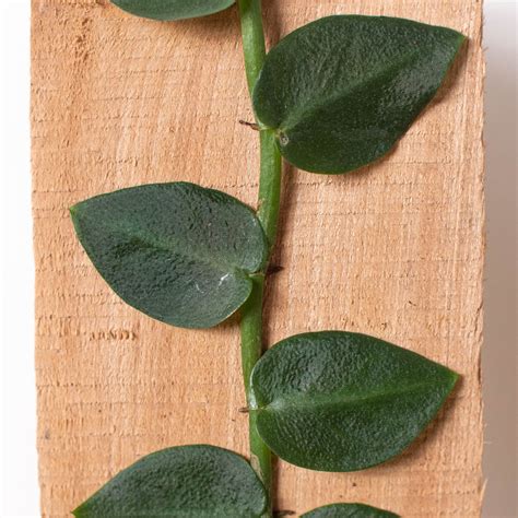 Rhaphidophora Care Guide — House Plant Shop