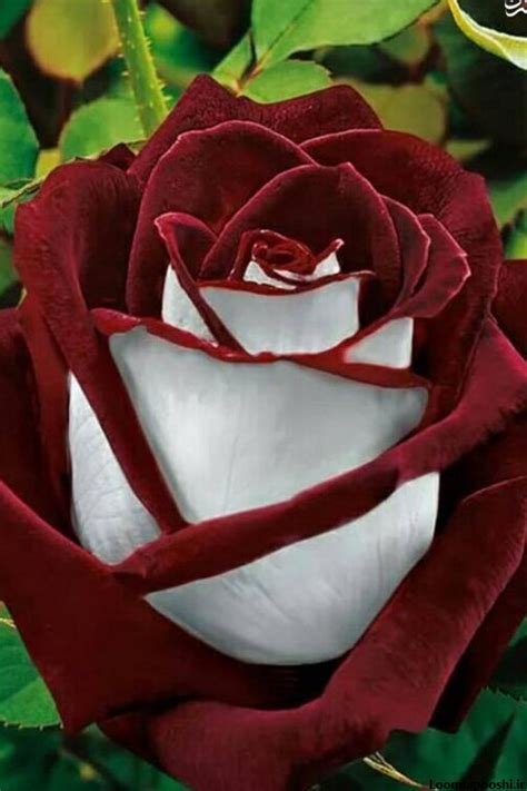 دانلود عکس ماشین کارتونی بدون پس زمینه