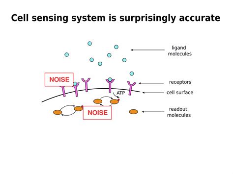 How Can Cells Precisely Measure Time Varying External Signals Giulia Malaguti Ppt