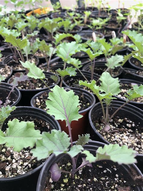 Redbor | Deep Roots Farm