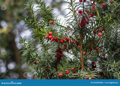 Taxus Baccata Common European Yews Tree Shrub Branches With Green