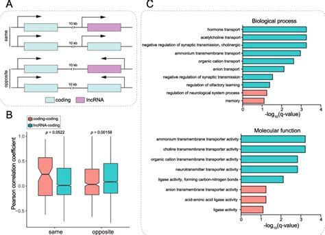 Correlation Of The Expression Levels Of Lncrnas With Neighbouring Download Scientific Diagram