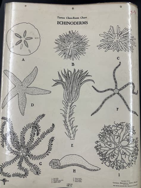 Turtox 9 2 Echinoderms Echinodermata Diagram Quizlet