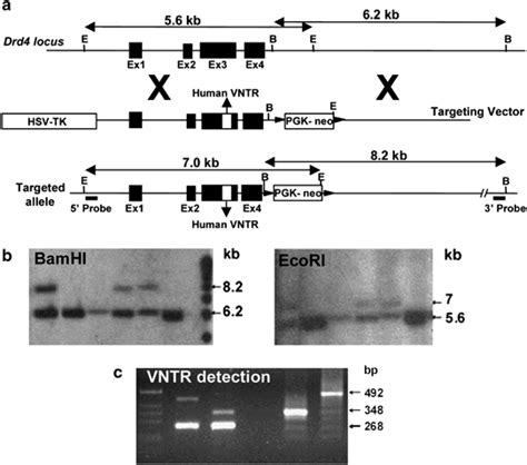 Targeted Insertion Of Human Variable Number Of Tandem Repeats Vntrs