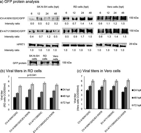 Growth Kinetics Of Infectious Clones And 5ntr Chimeras And Gfp