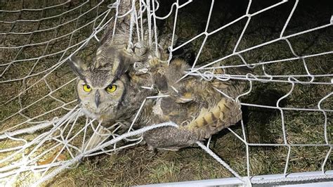 Norwell Police Officer Saves Owl Caught In Soccer Net Cbs Boston