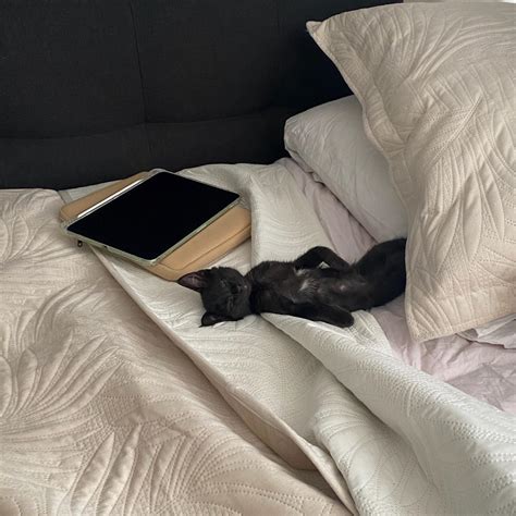 Gonzito 🐈‍⬛ Gonzito • Instagram Photos And Videos