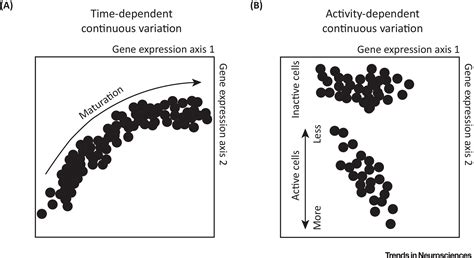 Continuous Variation Within Cell Types Of The Nervous System Trends In