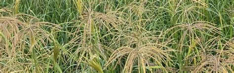 Drought Tolerant And Rapid Growing Rhodes Grass Barenbrug